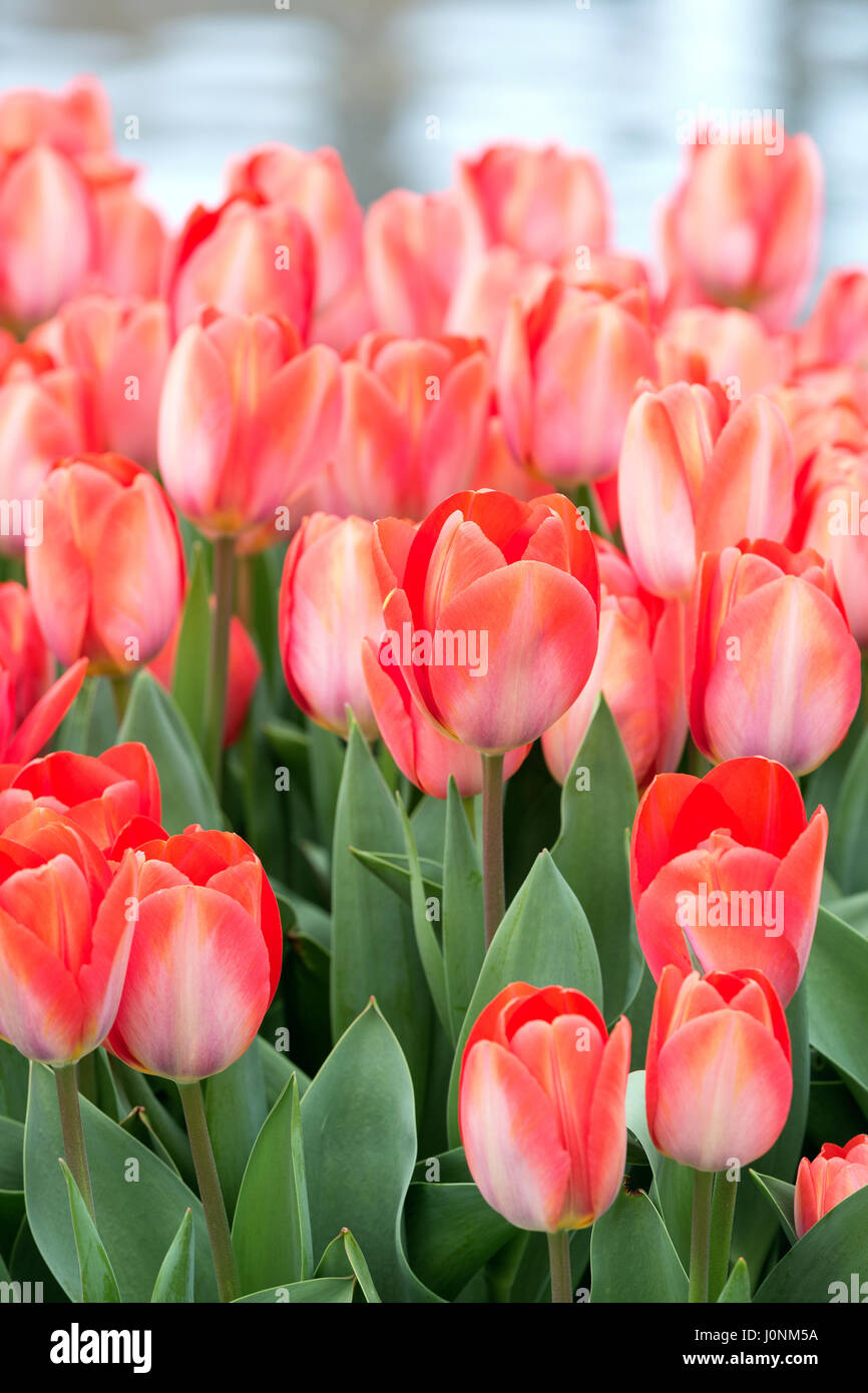 Bright red Tulip flowers Stock Photo - Alamy