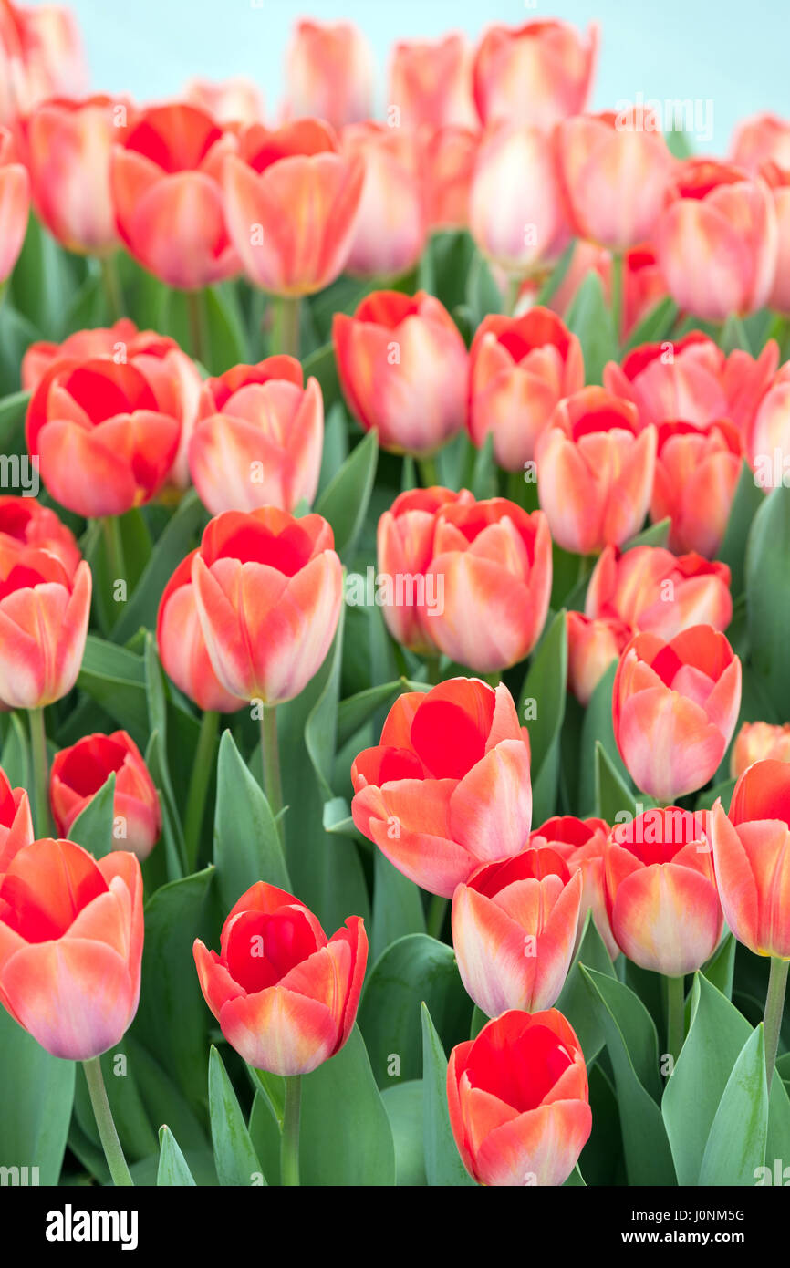 Bright red Tulip flowers Stock Photo - Alamy