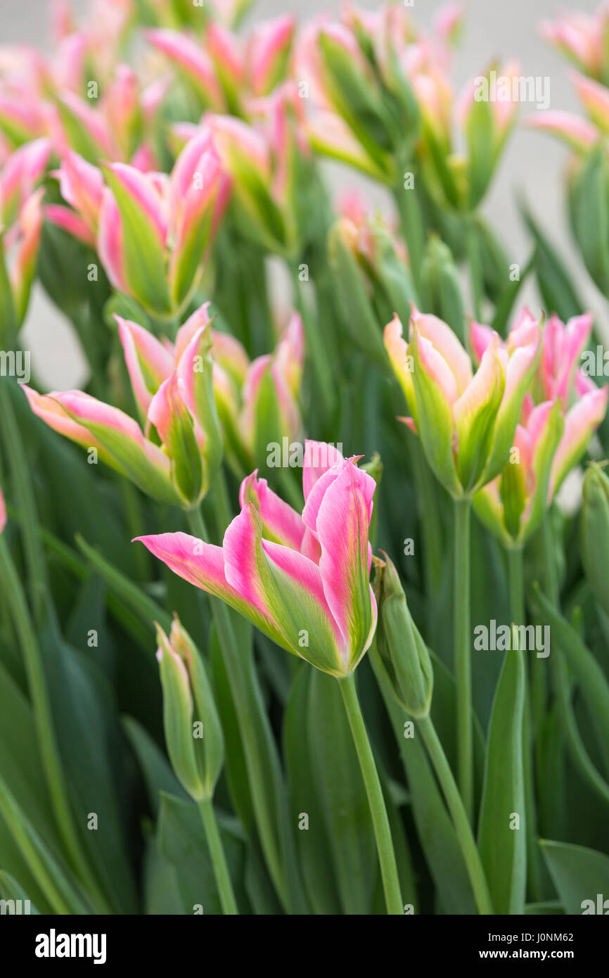 Side view of special cultivated Tulip flowers Stock Photo - Alamy