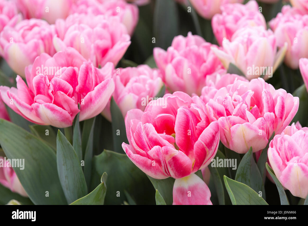 A bouquet of pink classic Tulip flowers Stock Photo - Alamy