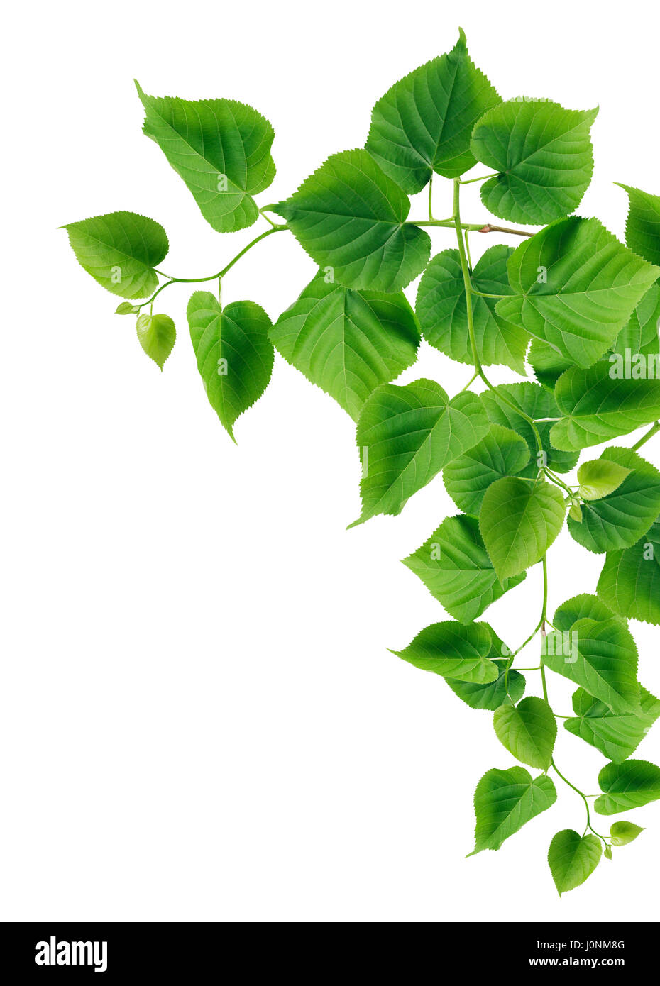 Ecology concept. Green leaves border on white background Stock Photo ...