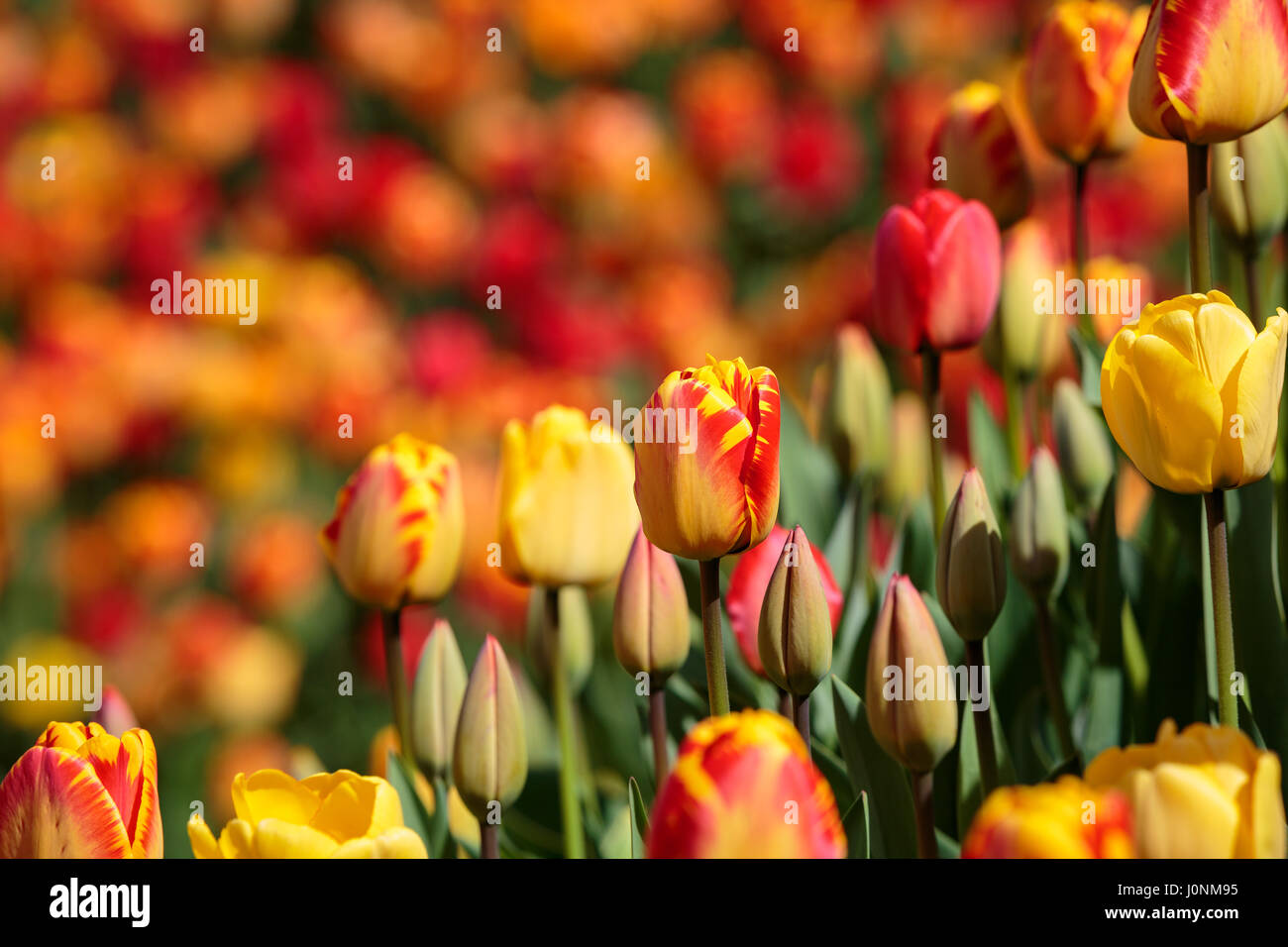 Side view of vivd coloured Tulip flowers against a colourful background ...