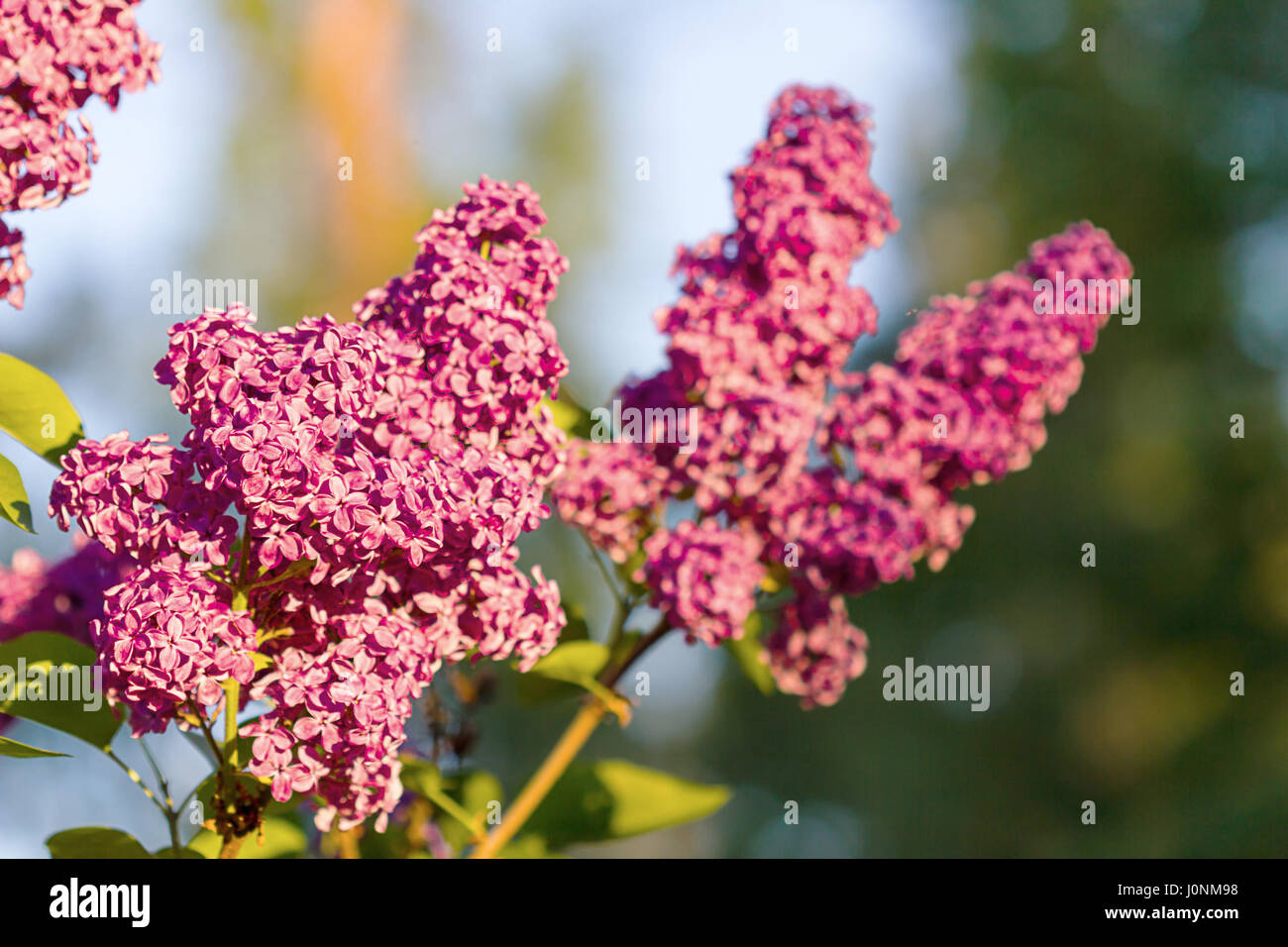 Perfect purple hi-res stock photography and images - Alamy