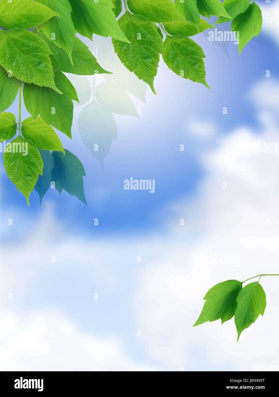 Nice border made from green leaves on background with blue sky and ...