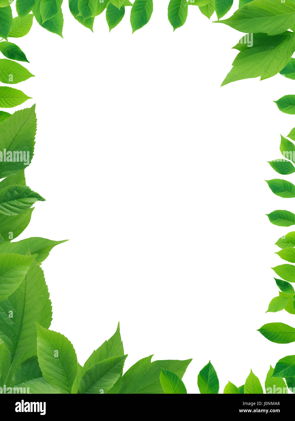 Green Leaf Page Border
