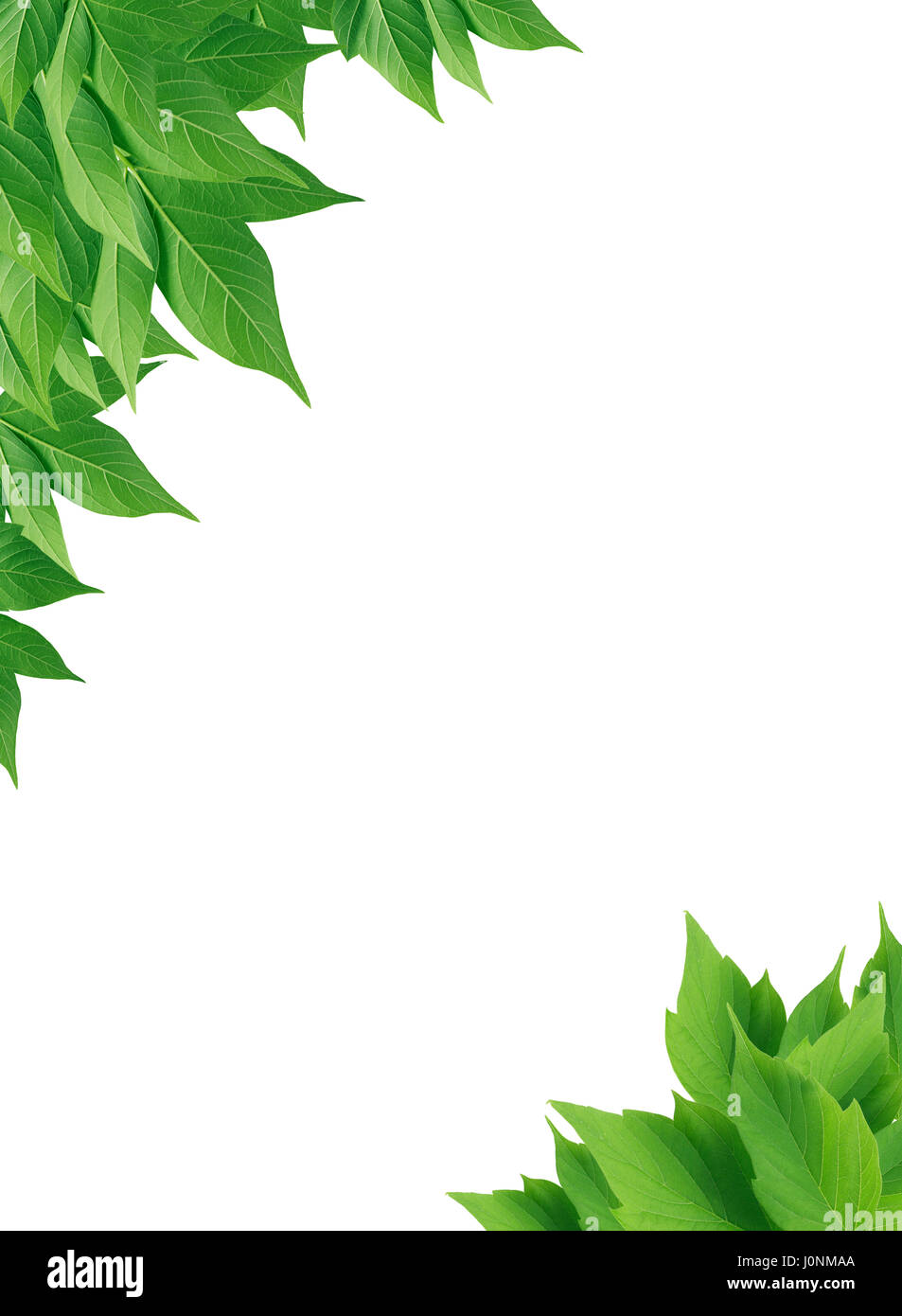 Nice freshness green leaves border on white background Stock Photo - Alamy