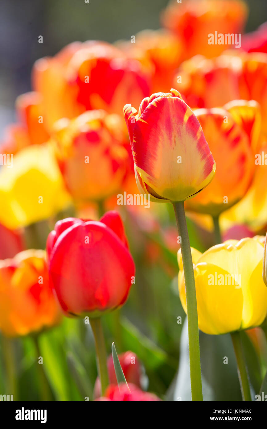 Side view of vivid coloured Tulip flowers Stock Photo - Alamy