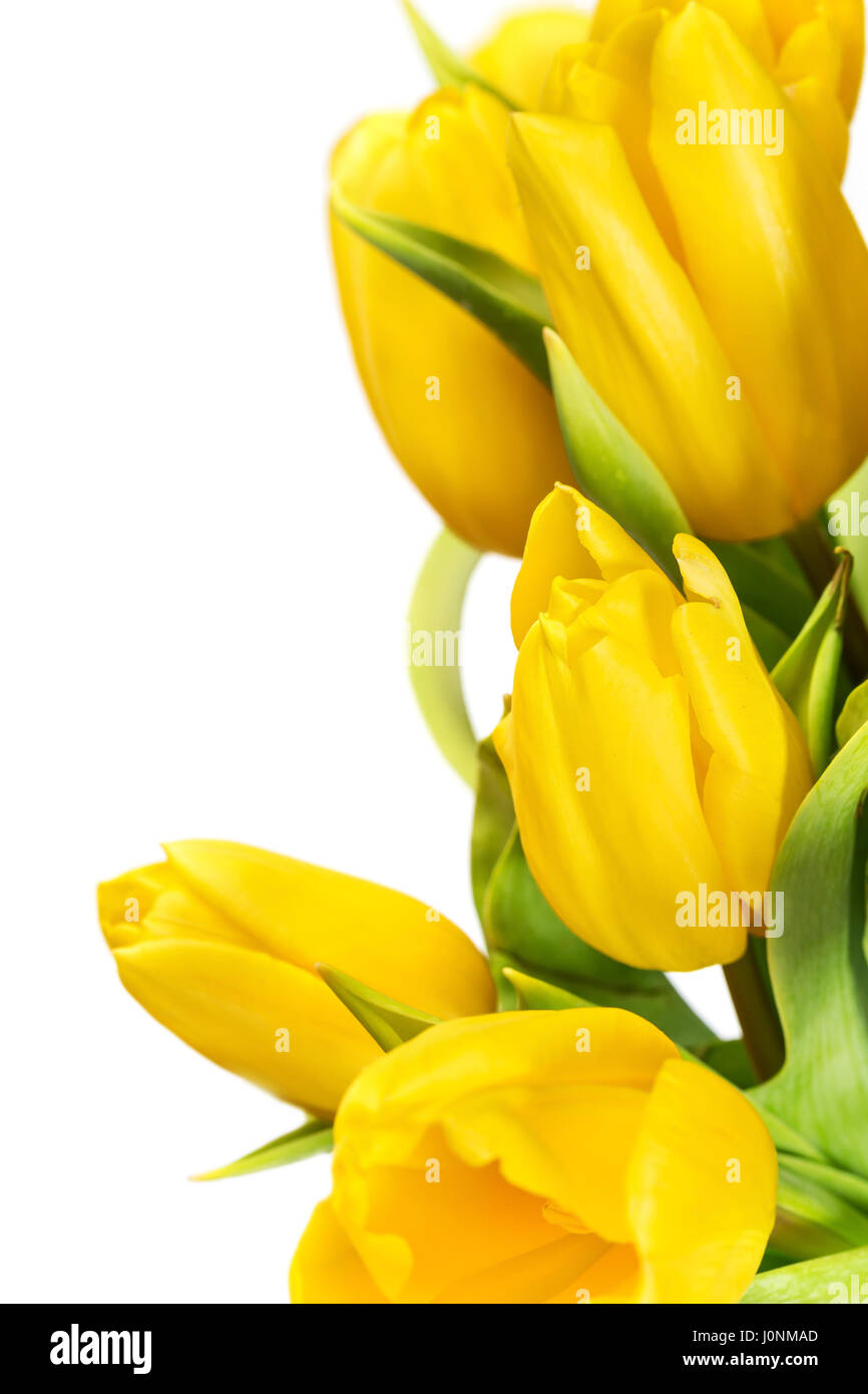 Yellow tulip flowers spring on white background Stock Photo - Alamy