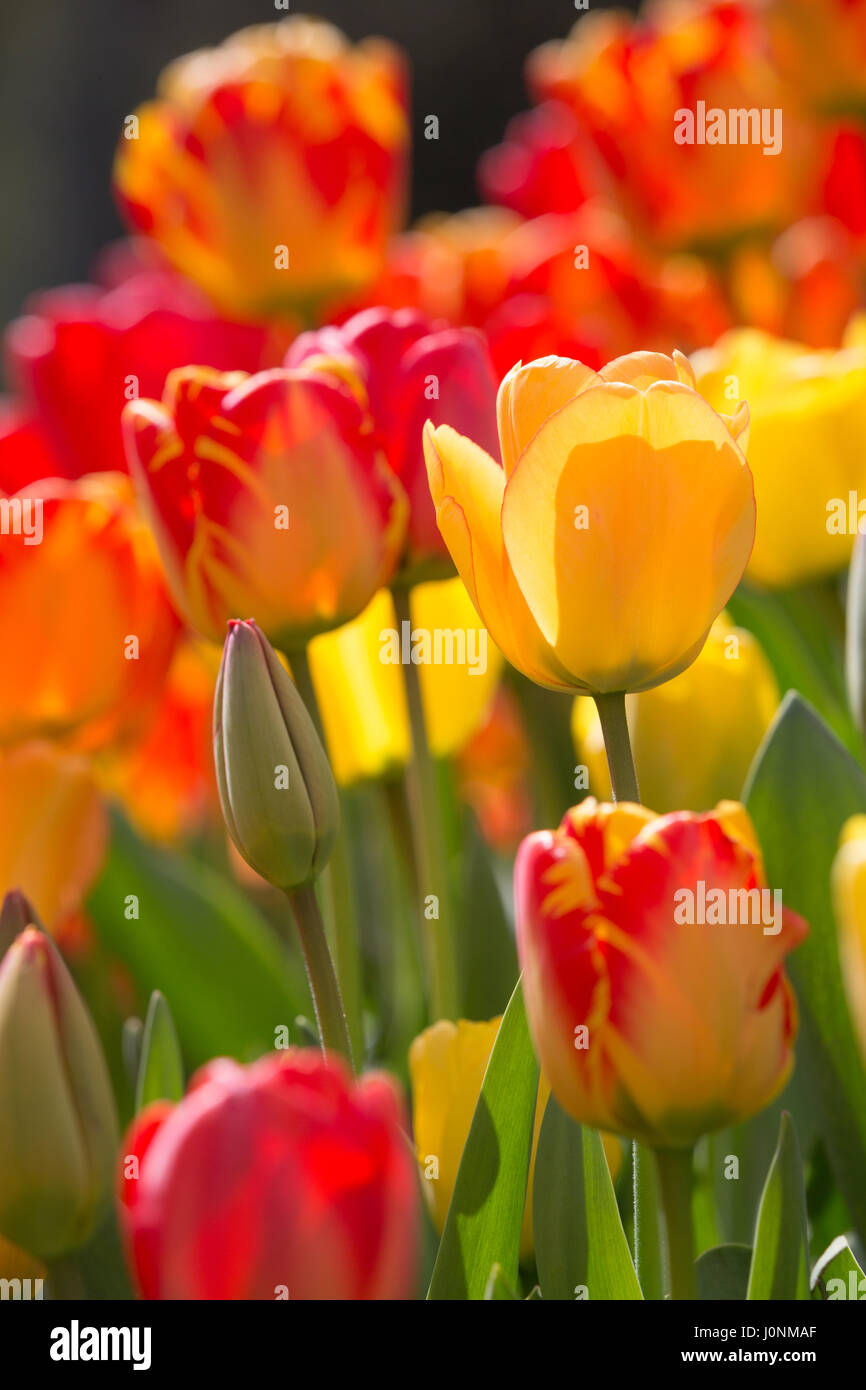 Side view of vivid coloured Tulip flowers Stock Photo - Alamy
