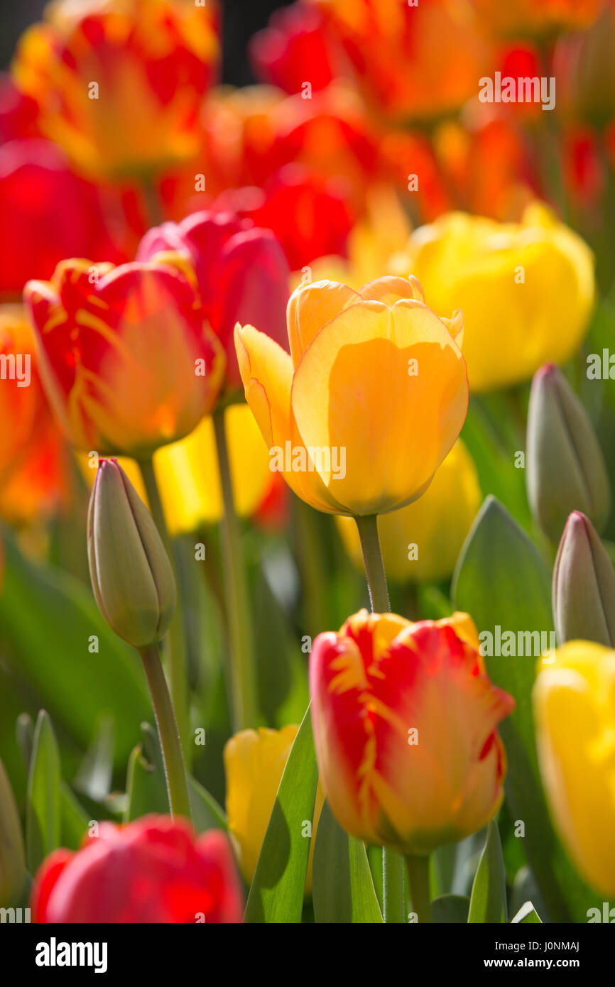 Side view of vivid coloured Tulip flowers Stock Photo - Alamy