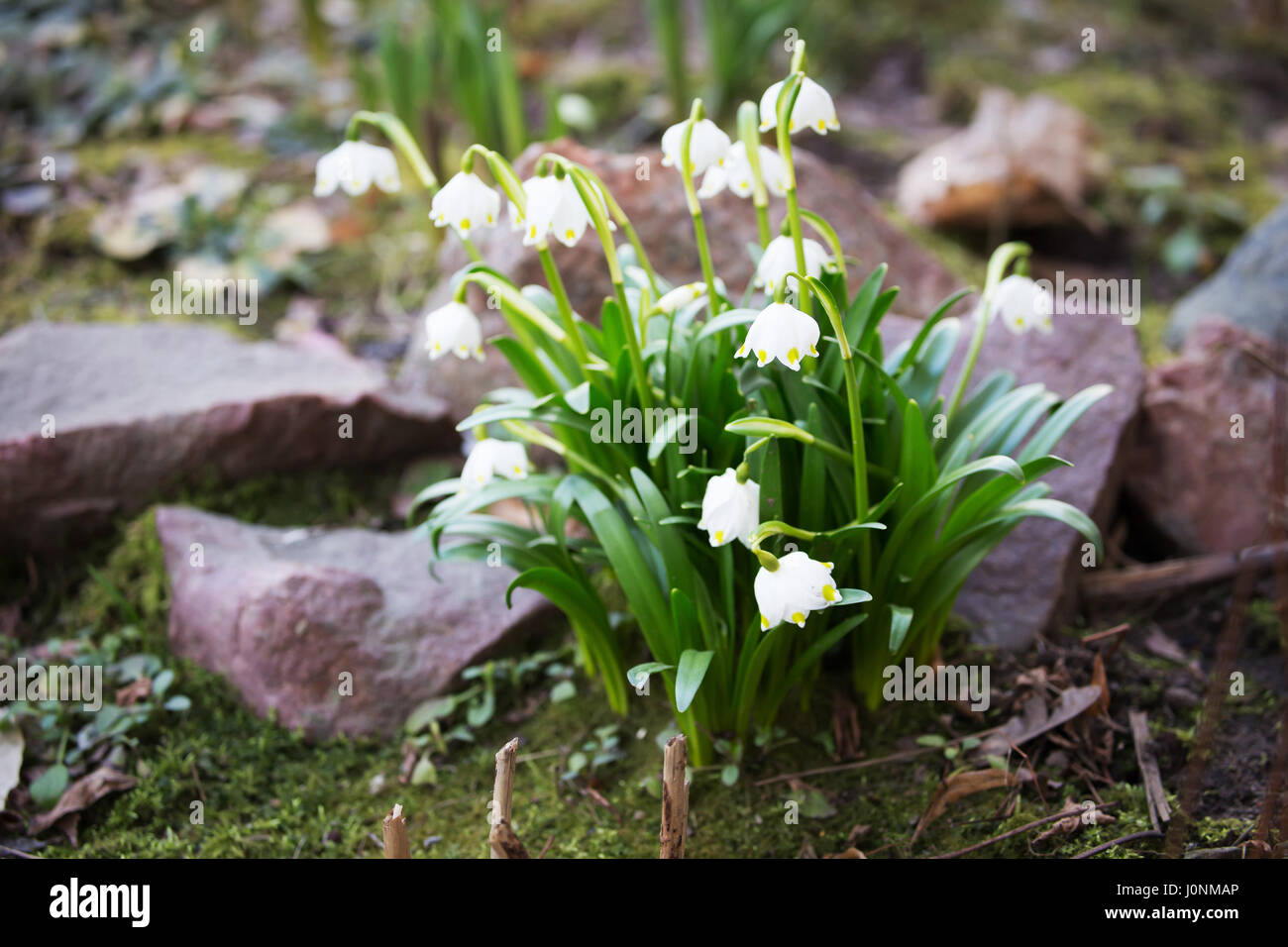 White perfect snowdrops - first spring flowers Stock Photo - Alamy