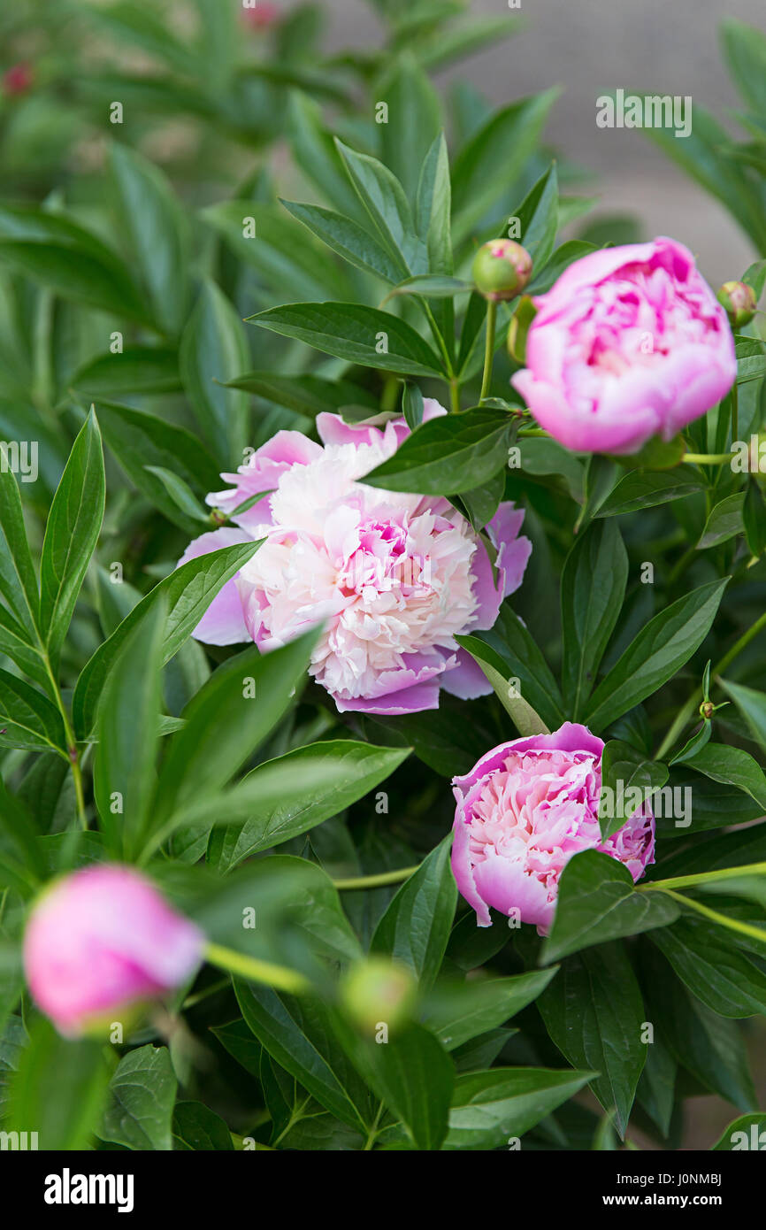 Perfect peony flower outdoors in the garden Stock Photo - Alamy