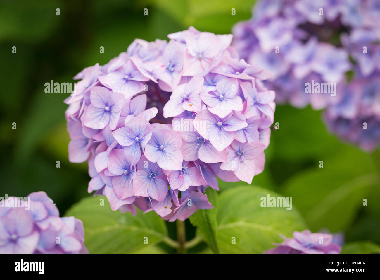 Hydrangea perfect flower in the summer garden Stock Photo - Alamy