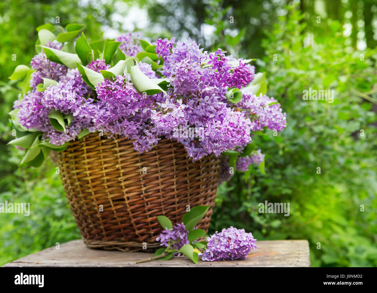 Fresh purple lilac flower bouquet on wood outdoors Stock Photo - Alamy