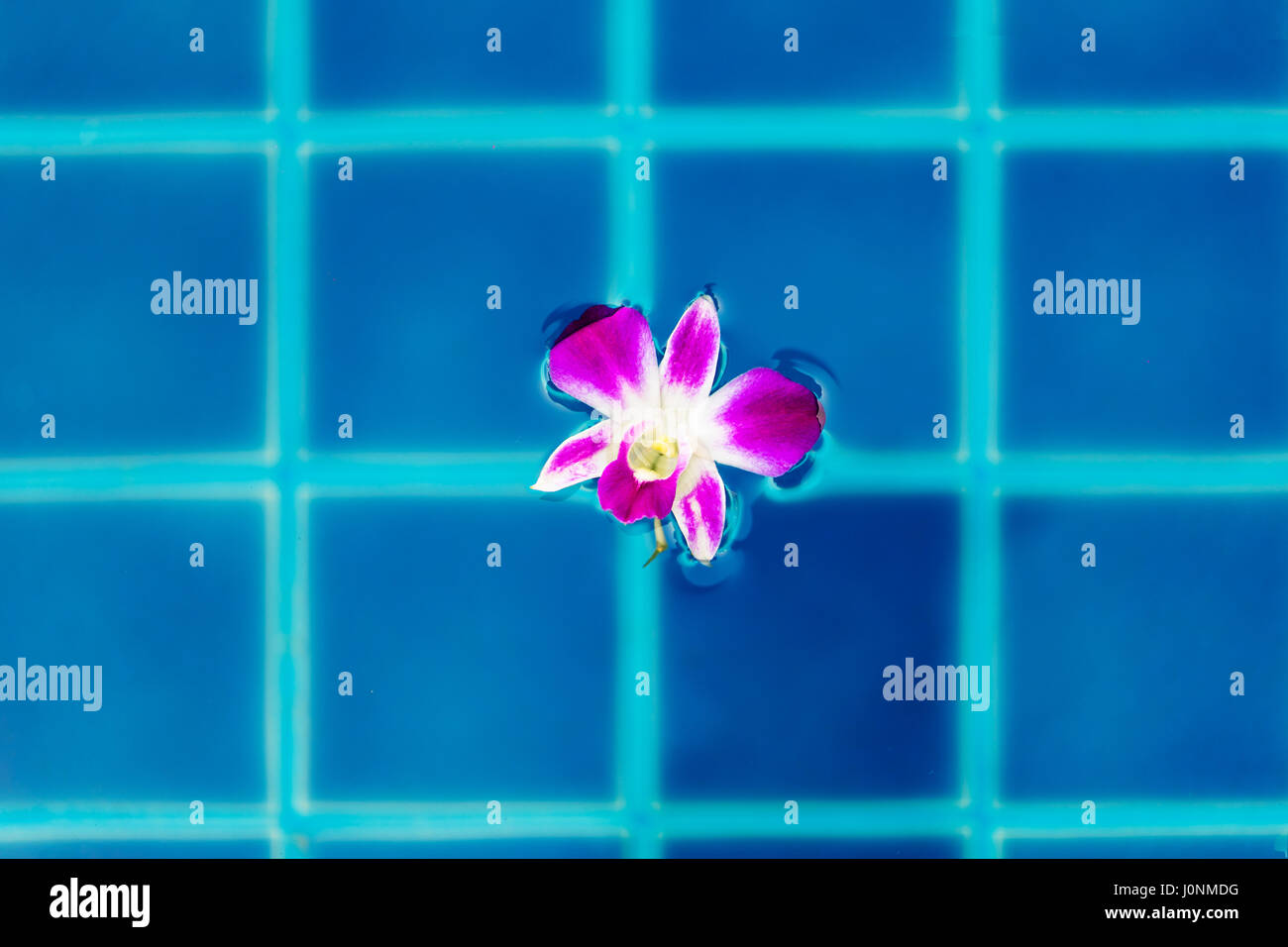 Water surface with orchid flower in the swimming pool - tropical ...