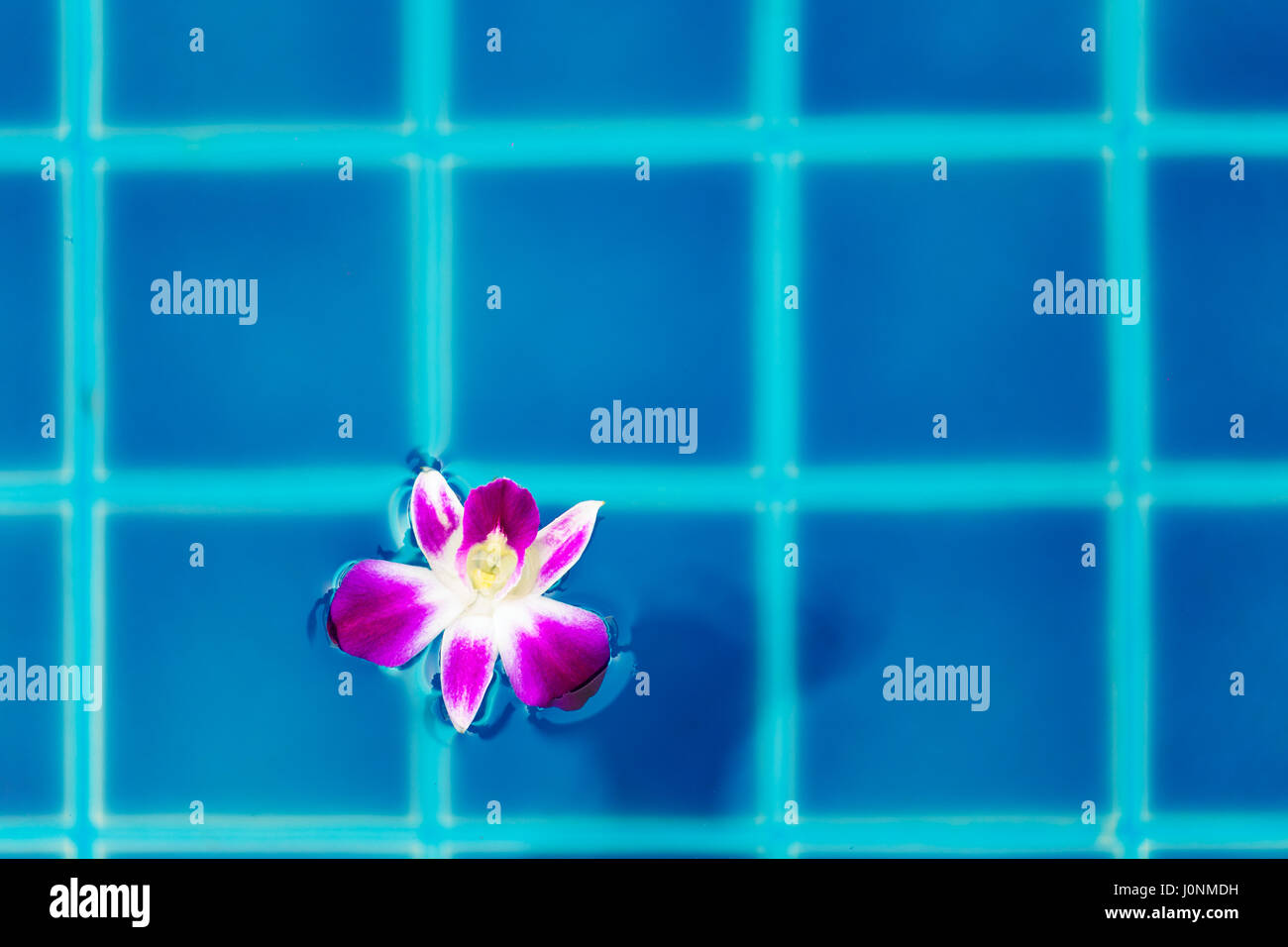 Water surface with orchid flower in swimming pool outdoors Stock Photo ...