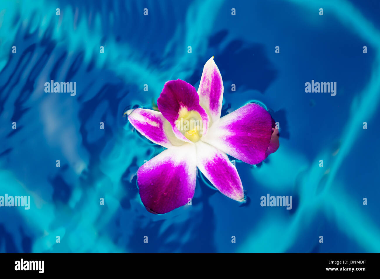 Water surface with orchid flower in swimming pool outdoors Stock Photo ...