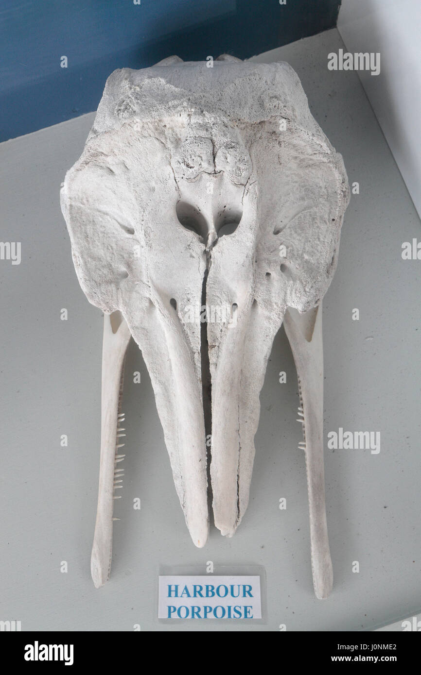Harbor Porpoise Skeleton