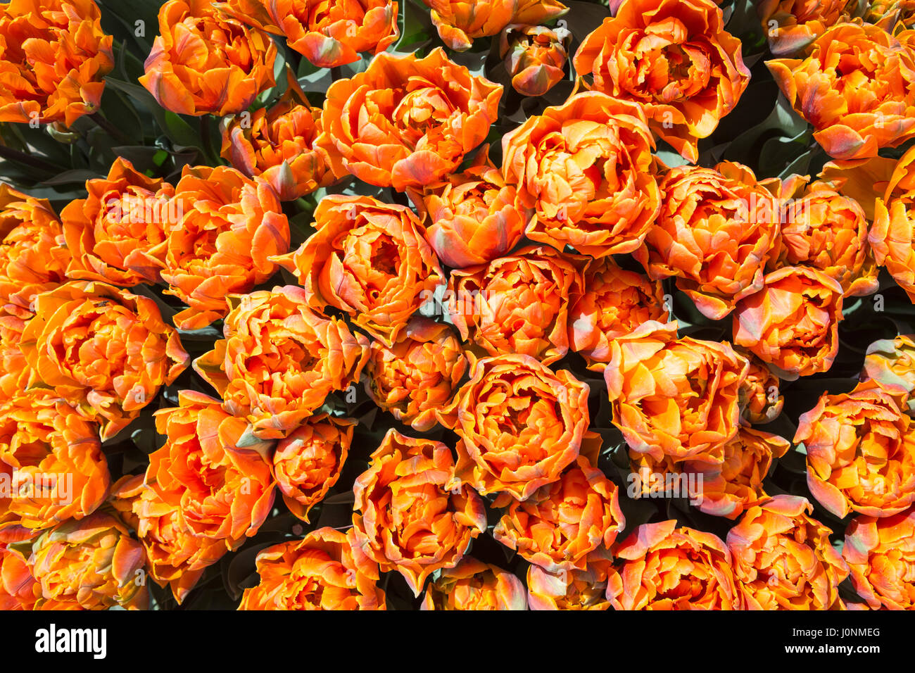 Top view of orange Tulip flowers Stock Photo - Alamy