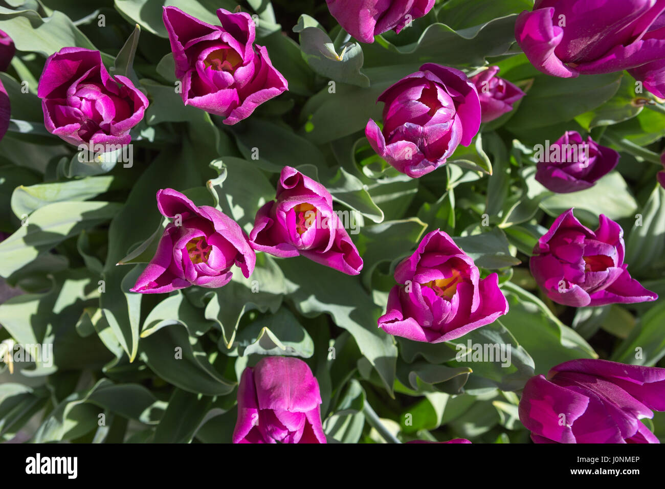 Top view of purple Tulip flowers Stock Photo - Alamy