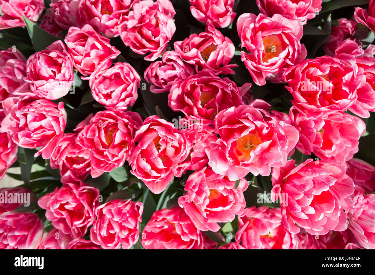 Bright pink tulips classic flowers hi-res stock photography and images ...