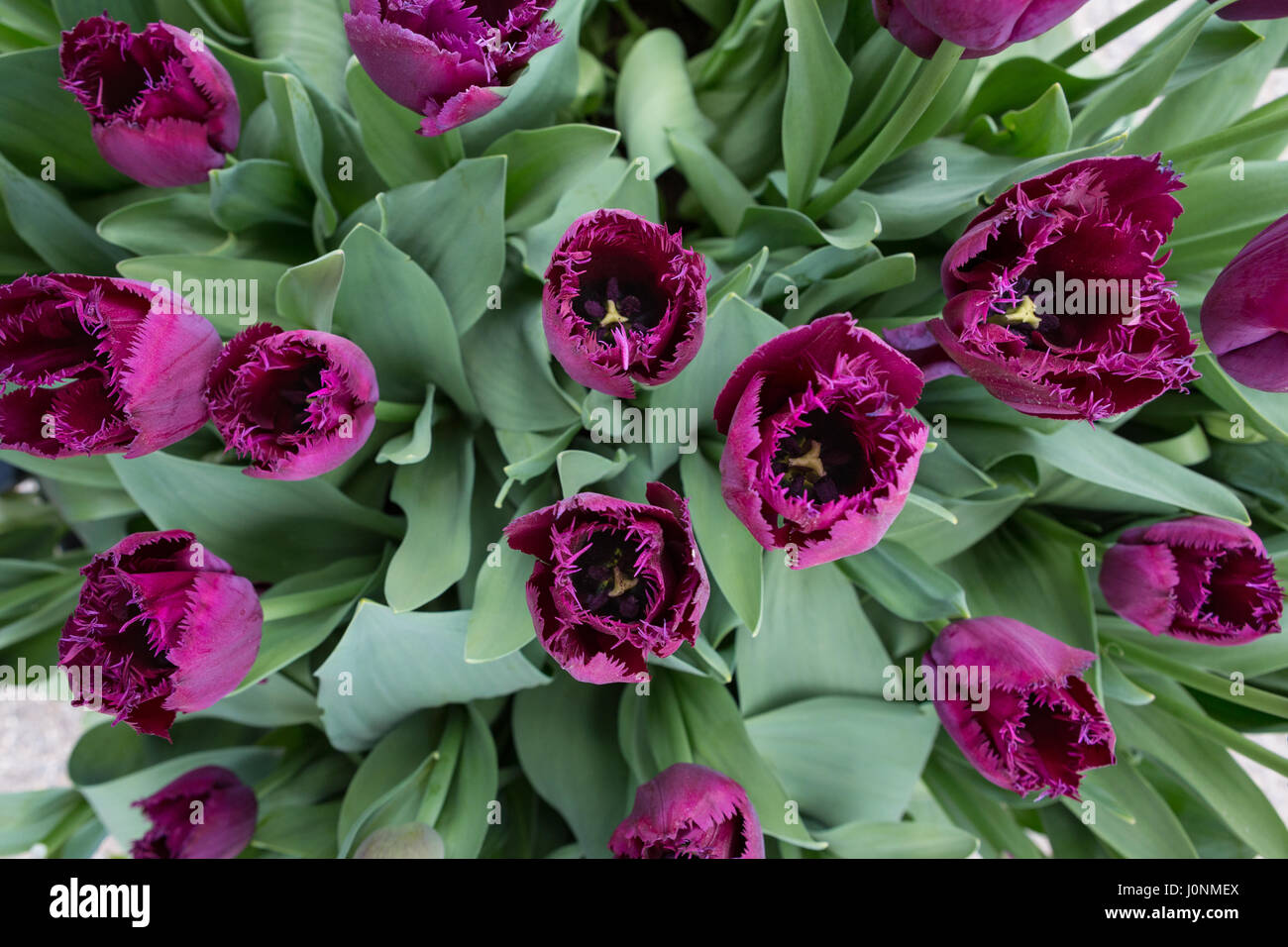 Top view of purple Tulip flowers Stock Photo - Alamy