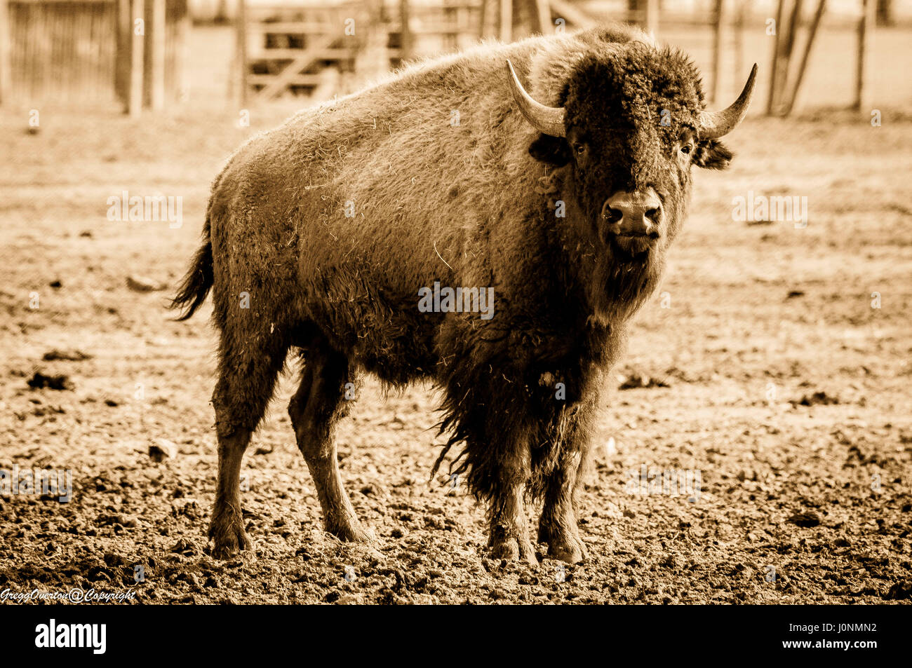 Pictures of Great American Bison/Buffalo Stock Photo - Alamy