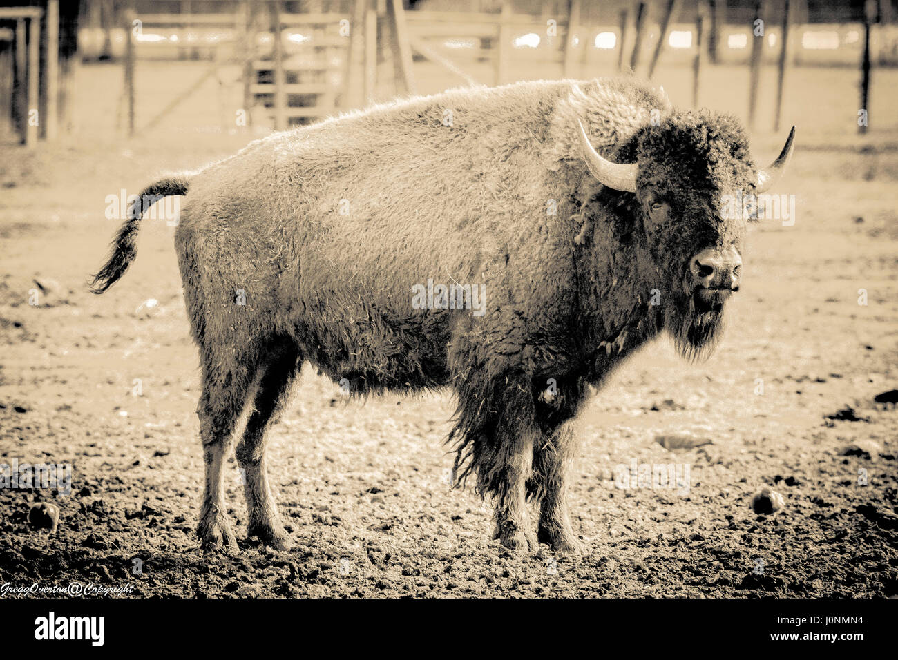 Pictures of Great American Bison/Buffalo Stock Photo - Alamy
