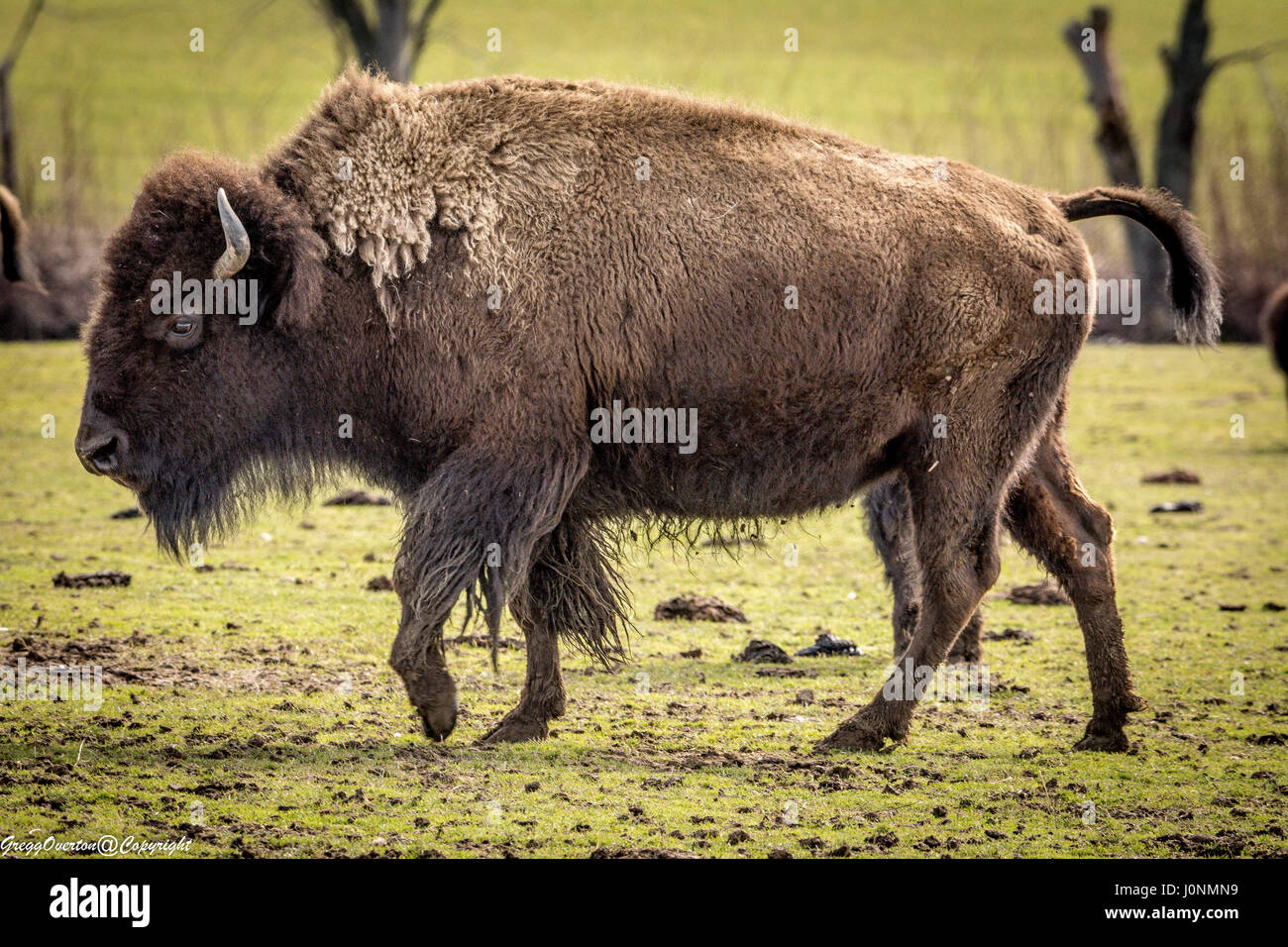 Pictures of Great American Bison/Buffalo Stock Photo - Alamy