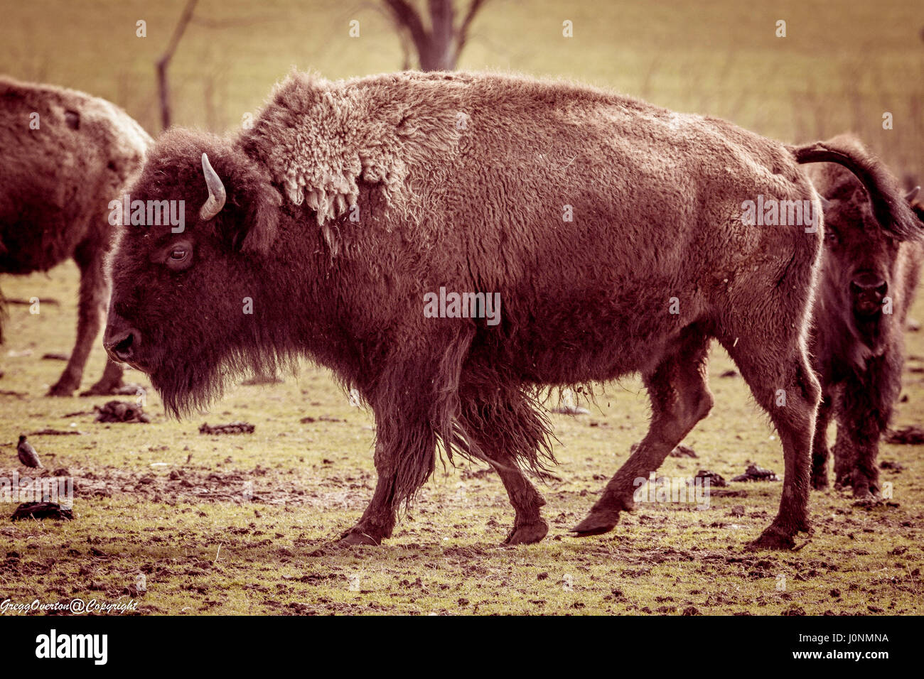 Pictures of Great American Bison/Buffalo Stock Photo - Alamy
