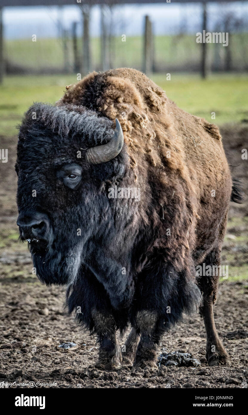 Pictures of Great American Bison/Buffalo Stock Photo - Alamy