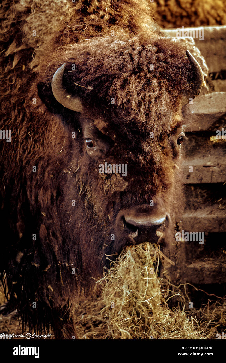Pictures of Great American Bison/Buffalo Stock Photo - Alamy