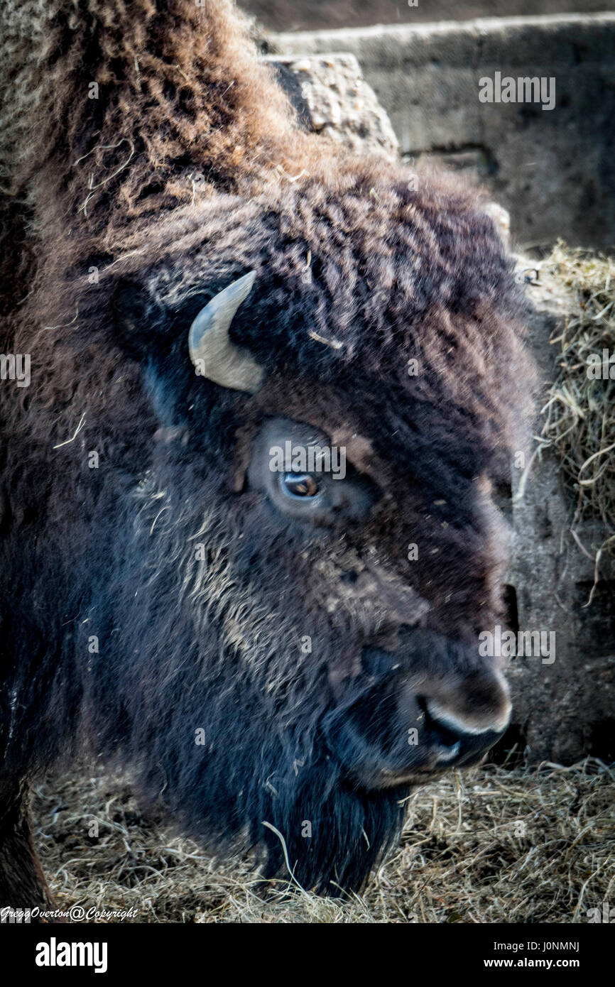 Pictures of Great American Bison/Buffalo Stock Photo - Alamy