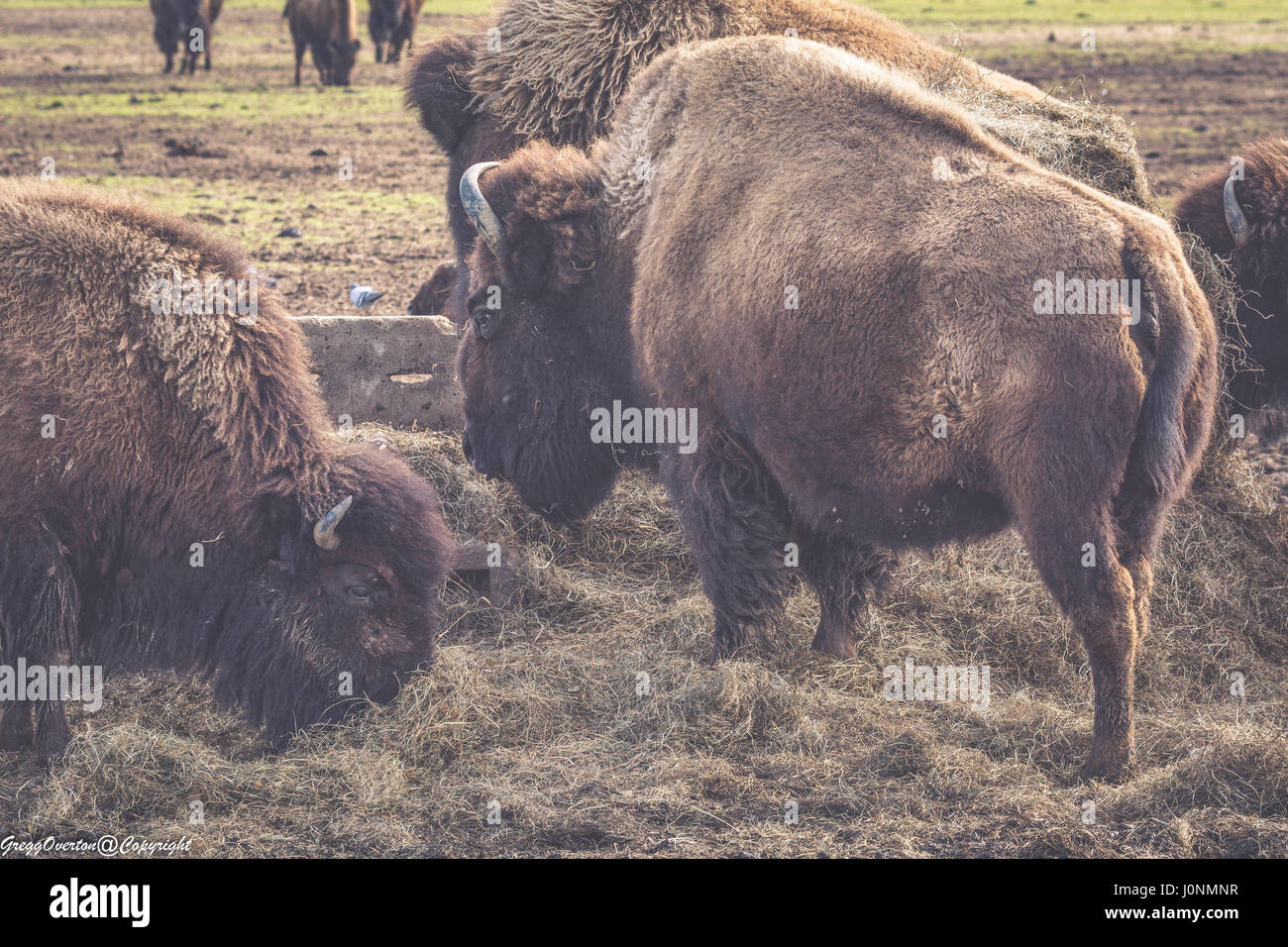 Pictures of Great American Bison/Buffalo Stock Photo - Alamy