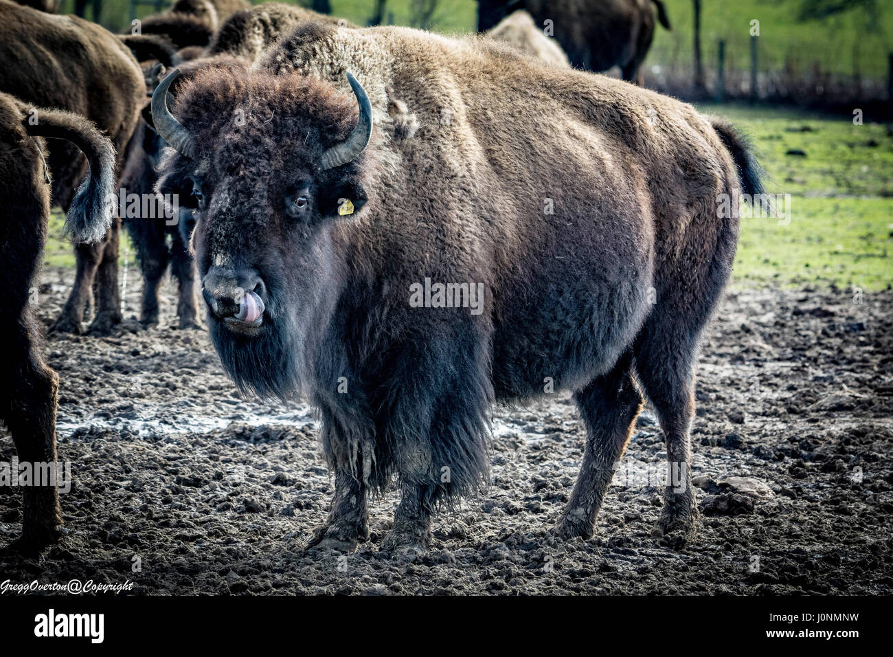 Pictures of Great American Bison/Buffalo Stock Photo - Alamy