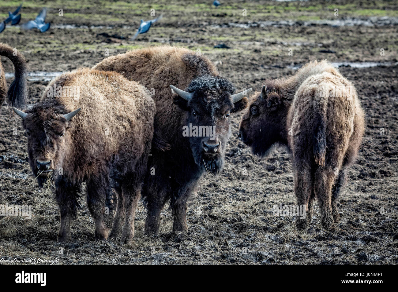 Pictures of Great American Bison/Buffalo Stock Photo - Alamy