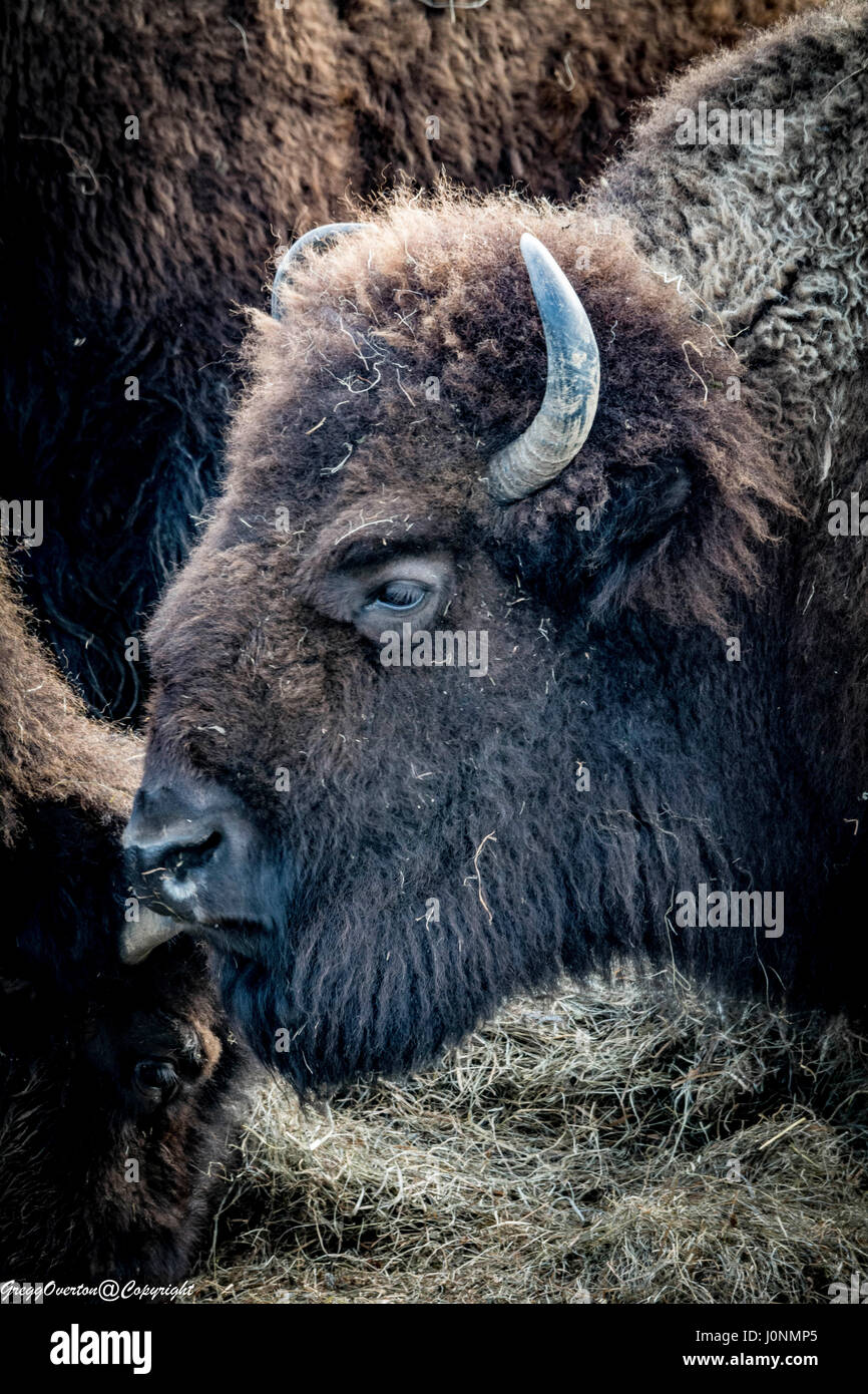 Pictures of Great American Bison/Buffalo Stock Photo - Alamy
