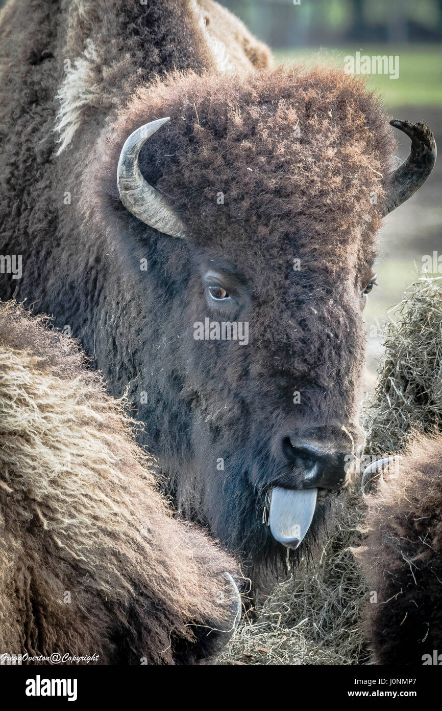 Pictures of Great American Bison/Buffalo Stock Photo - Alamy