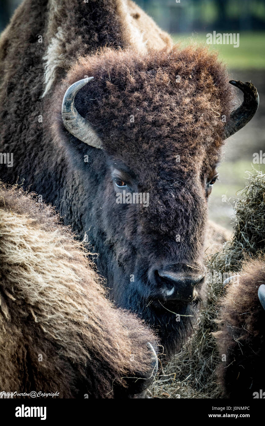 Pictures of Great American Bison/Buffalo Stock Photo - Alamy