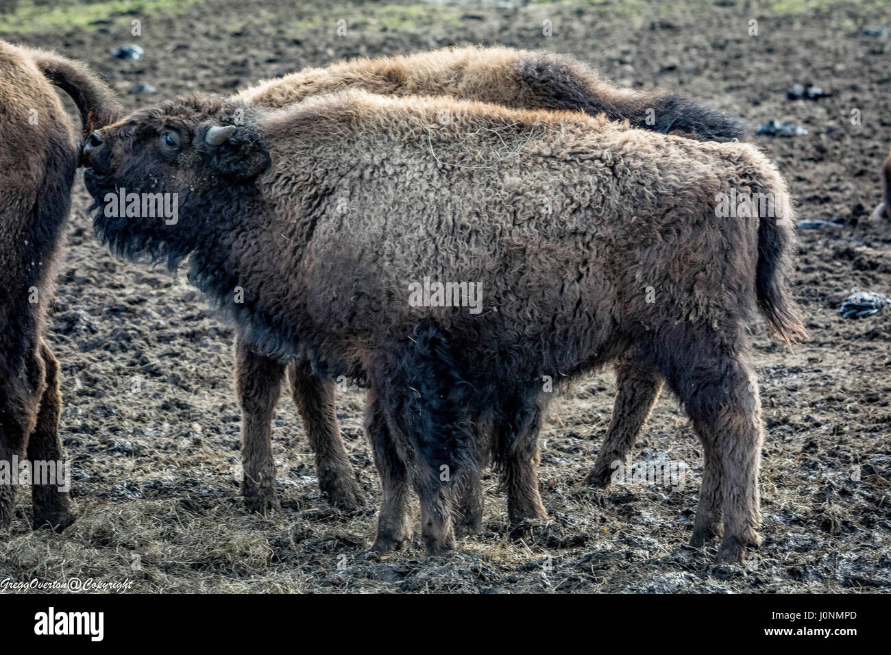 Pictures of Great American Bison/Buffalo Stock Photo - Alamy