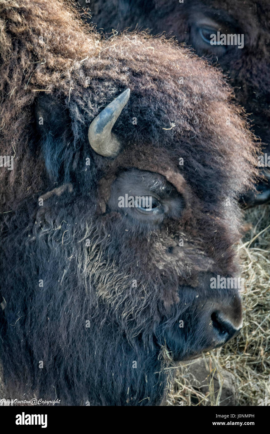 Pictures of Great American Bison/Buffalo Stock Photo - Alamy
