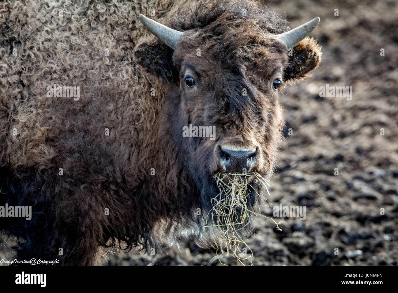 Pictures of Great American Bison/Buffalo Stock Photo - Alamy