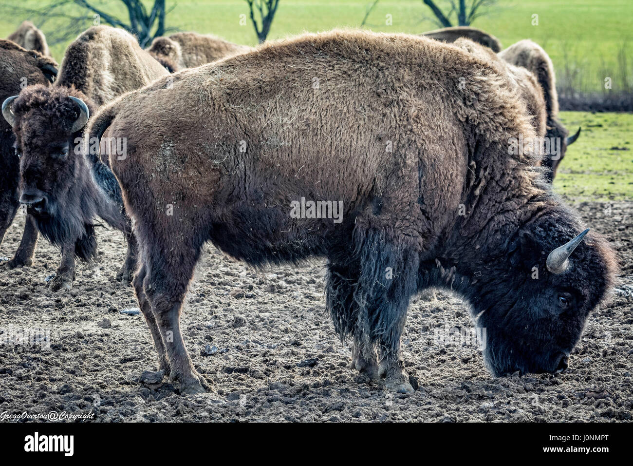Pictures of Great American Bison/Buffalo Stock Photo - Alamy