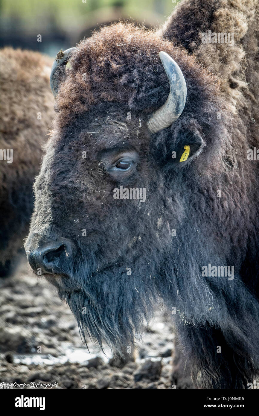 Pictures of Great American Bison/Buffalo Stock Photo - Alamy
