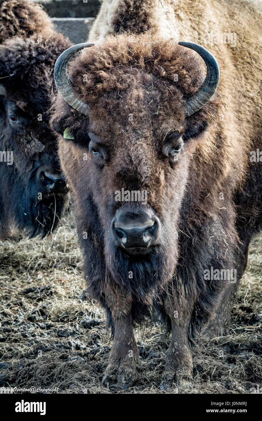 Pictures of Great American Bison/Buffalo Stock Photo - Alamy