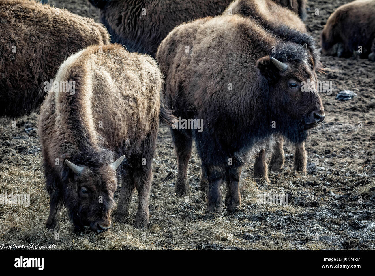 Pictures of Great American Bison/Buffalo Stock Photo - Alamy