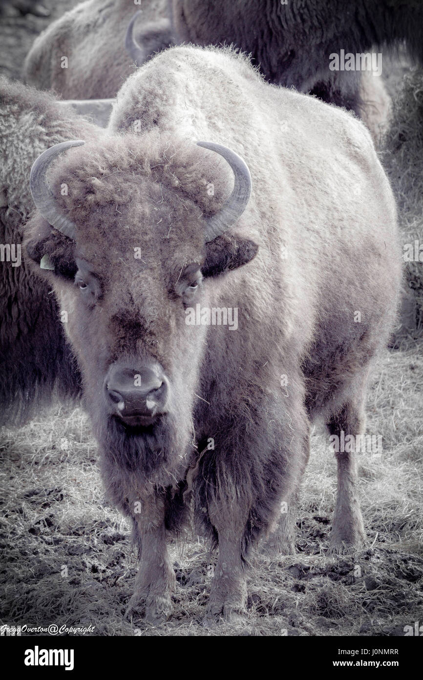 Pictures of Great American Bison/Buffalo Stock Photo - Alamy