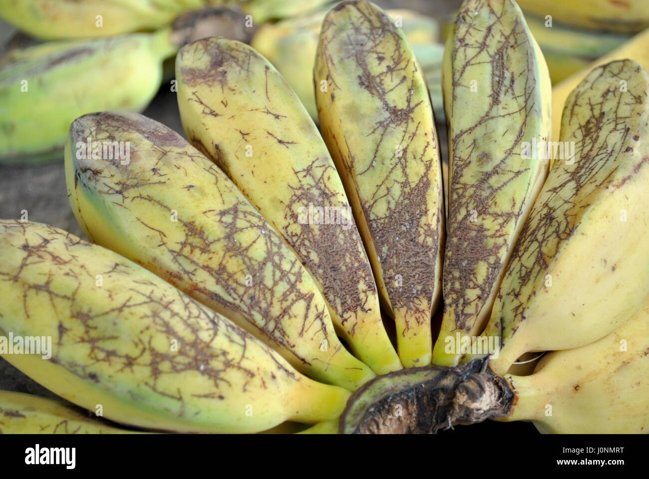 yellow saba bananas Ripe sweet saba bananas all ready to eat raw or ...