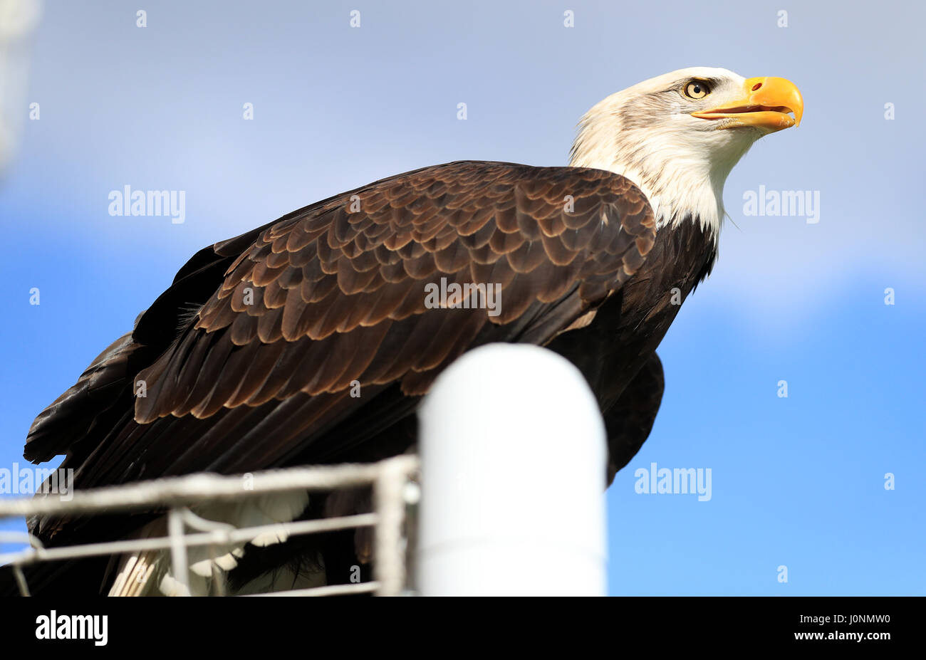 The Crystal Palace eagle mascot Kayla during the Premier League match ...