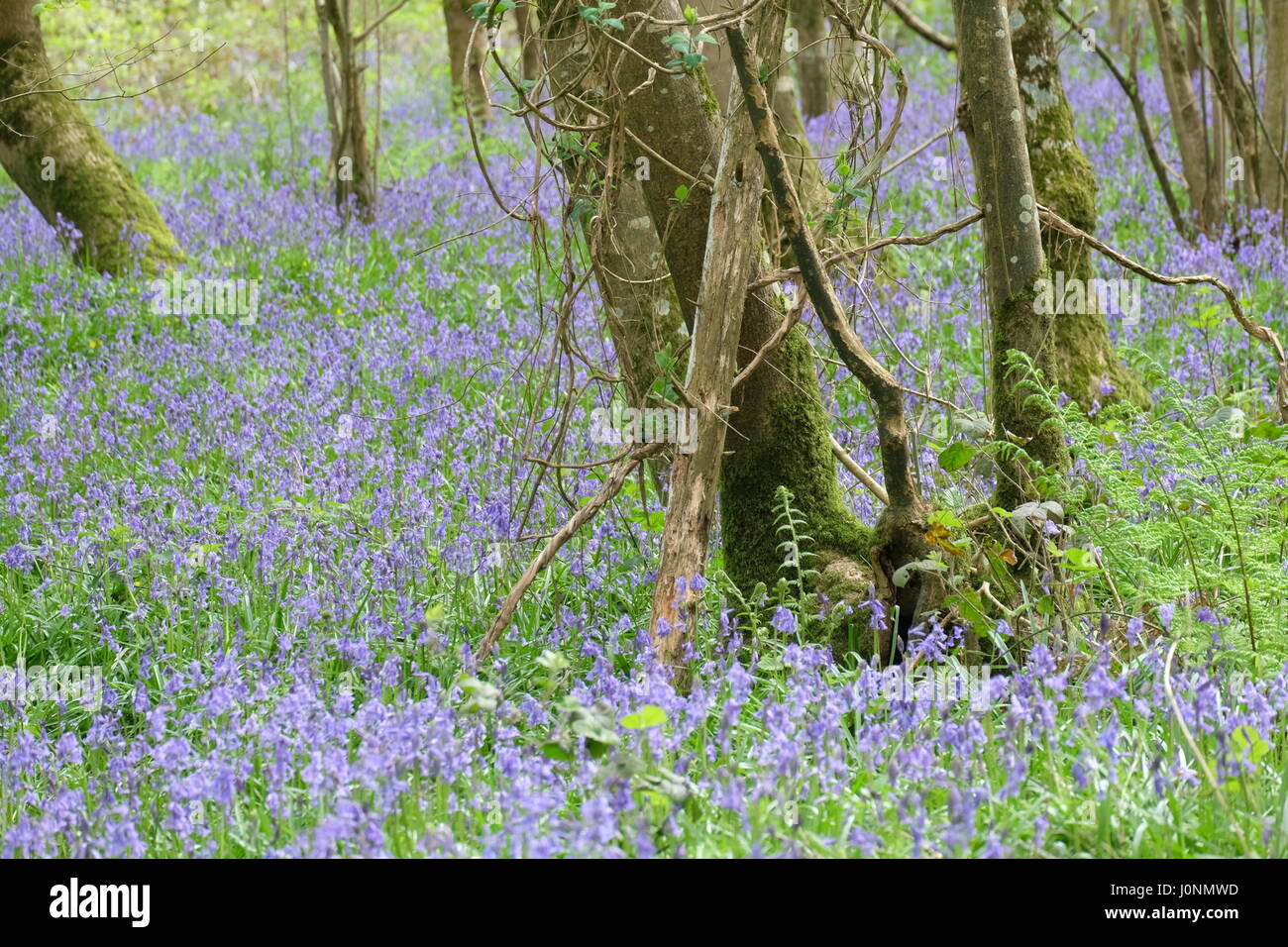 Duncliffe Wood High Resolution Stock Photography and Images - Alamy
